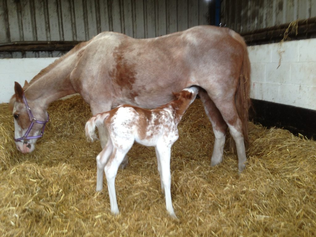 View Facilities | Country Farm Stud